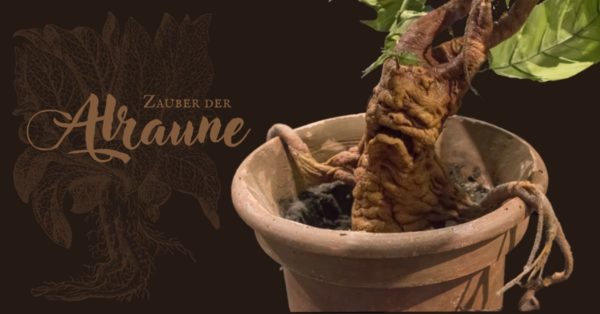 Die Alraune - Die Königin der Zauber- und Hexenpflanzen