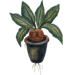 Die Alraune - Die Königin der Zauber- und Hexenpflanzen